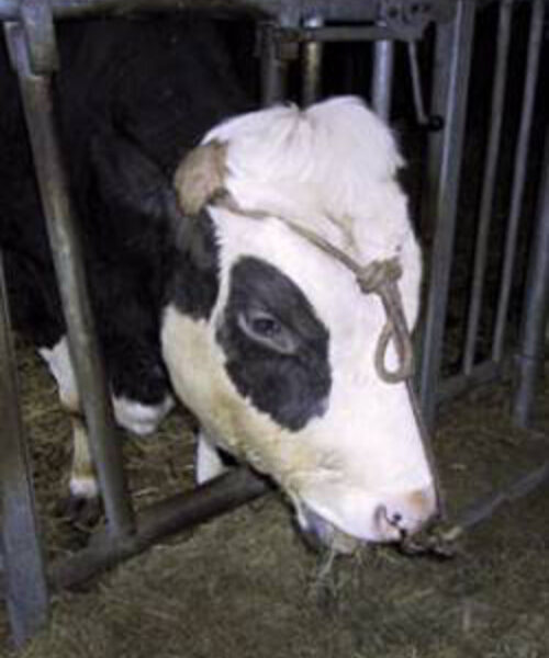 Stier Herman terug naar Naturalis | Sleutelstad