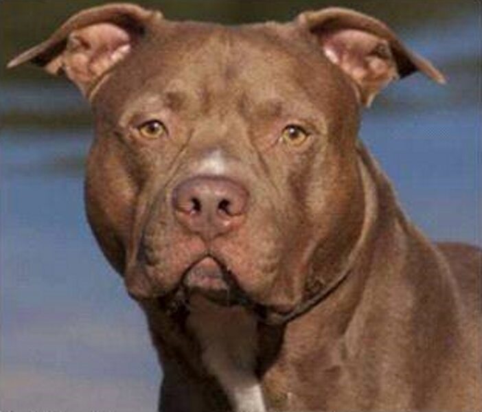 Oproep aan dierenartsen: chipnummer verdronken hond bekend | Sleutelstad