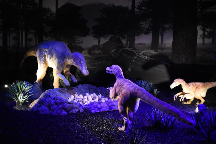 Tyrannosaurus Trix eindelijk te zien voor publiek | Sleutelstad