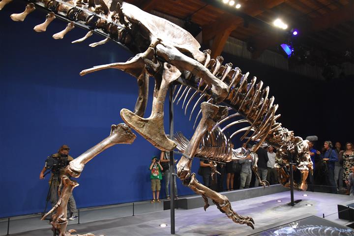 Tyrannosaurus Trix eindelijk te zien voor publiek | Sleutelstad