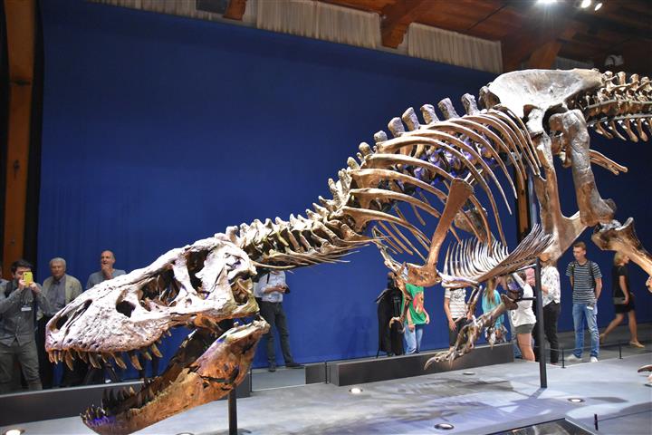 Tyrannosaurus Trix eindelijk te zien voor publiek | Sleutelstad
