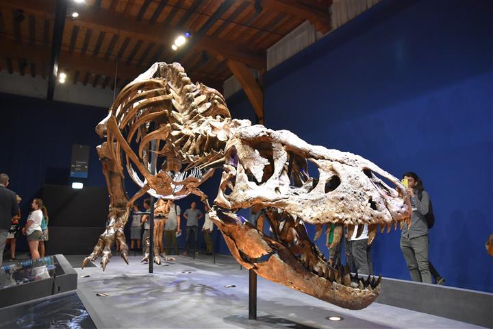 Tyrannosaurus Trix eindelijk te zien voor publiek | Sleutelstad
