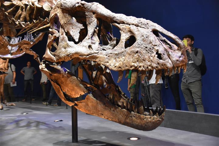 Tyrannosaurus Trix eindelijk te zien voor publiek | Sleutelstad