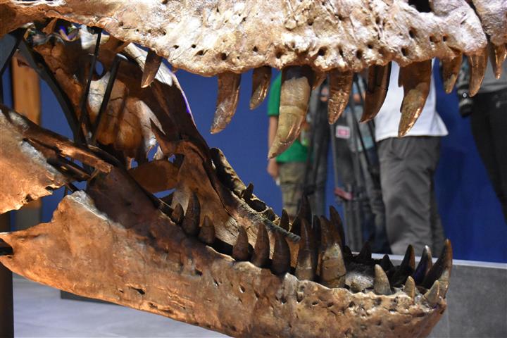 Tyrannosaurus Trix eindelijk te zien voor publiek | Sleutelstad