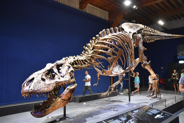 Tyrannosaurus Trix eindelijk te zien voor publiek | Sleutelstad