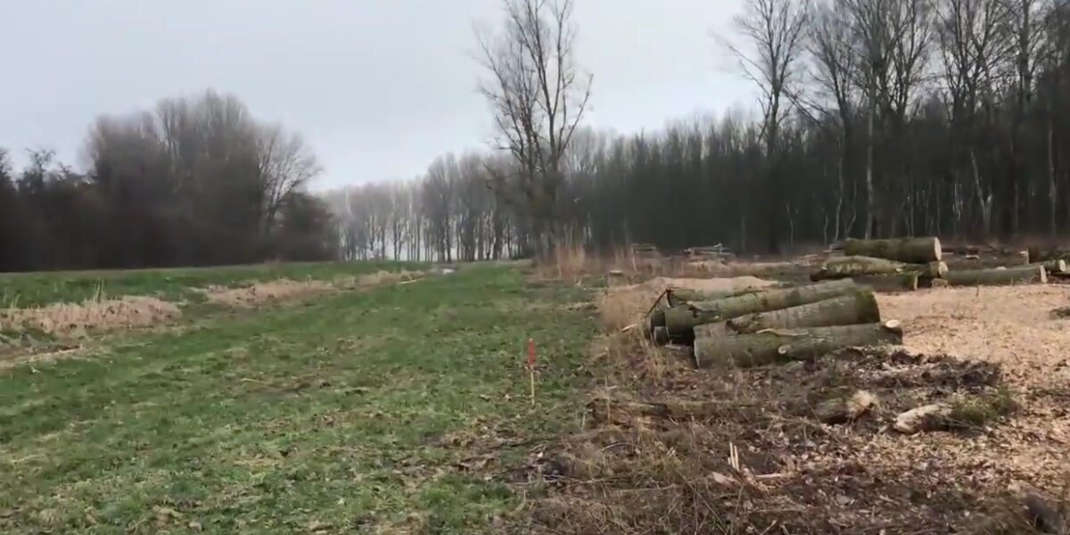 Kwart Leidse bomen op nominatie gekapt te worden | Sleutelstad