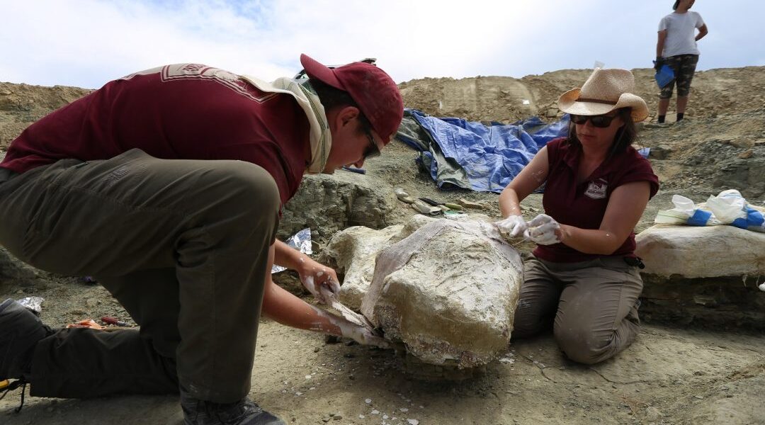 Naturalis graaft naar nieuwe dino's in Amerika | Sleutelstad