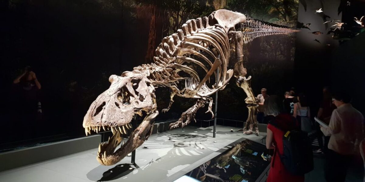 Is T-rex Trix in Naturalis wel écht een Tyrannosaurus rex? | Sleutelstad