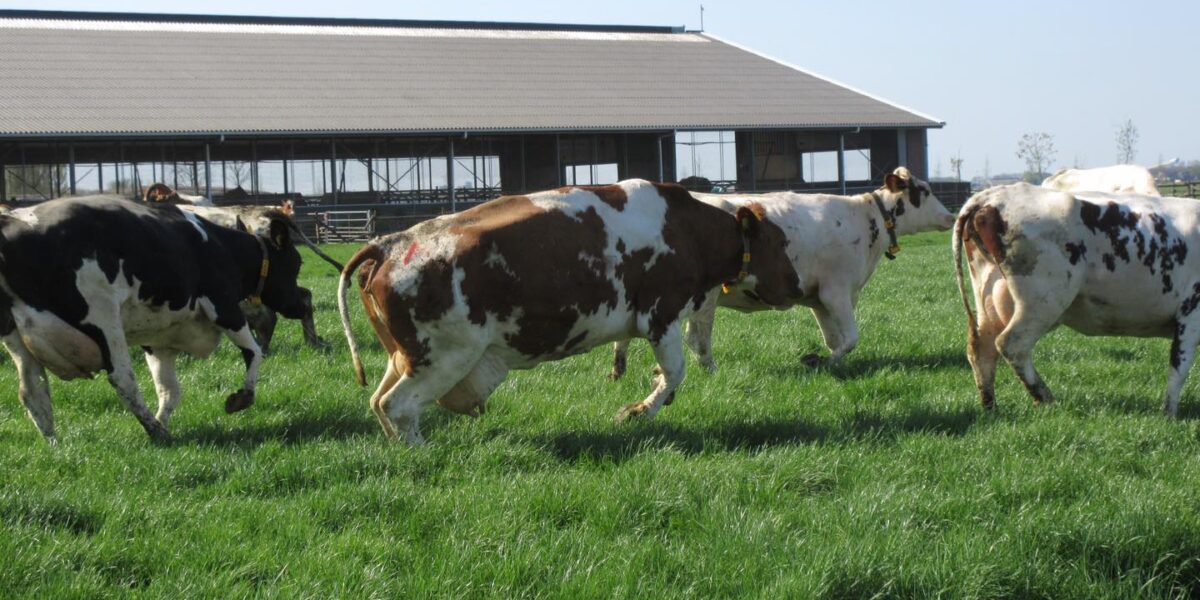 Het is lente: de koeien dansen in de wei | Sleutelstad
