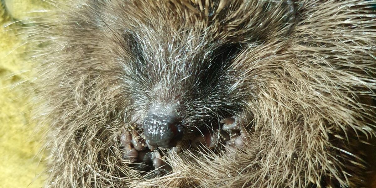 Ook Katwijk gaat betalen voor opvang wilde dieren | Sleutelstad Ook Katwijk gaat betalen voor opvang wilde dieren | Sleutelstad